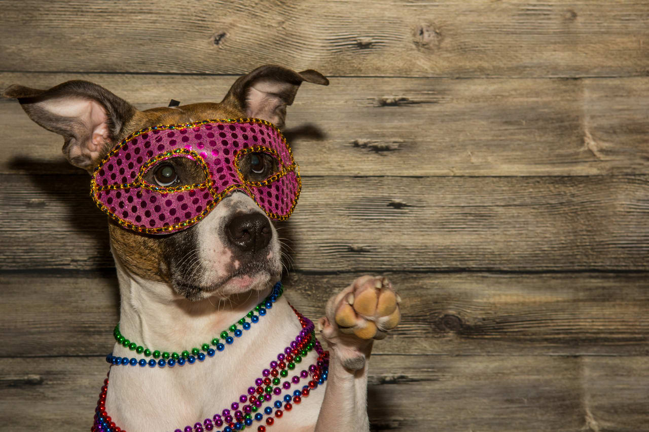 400+ Country Dog Names With Meanings - PetHelpful