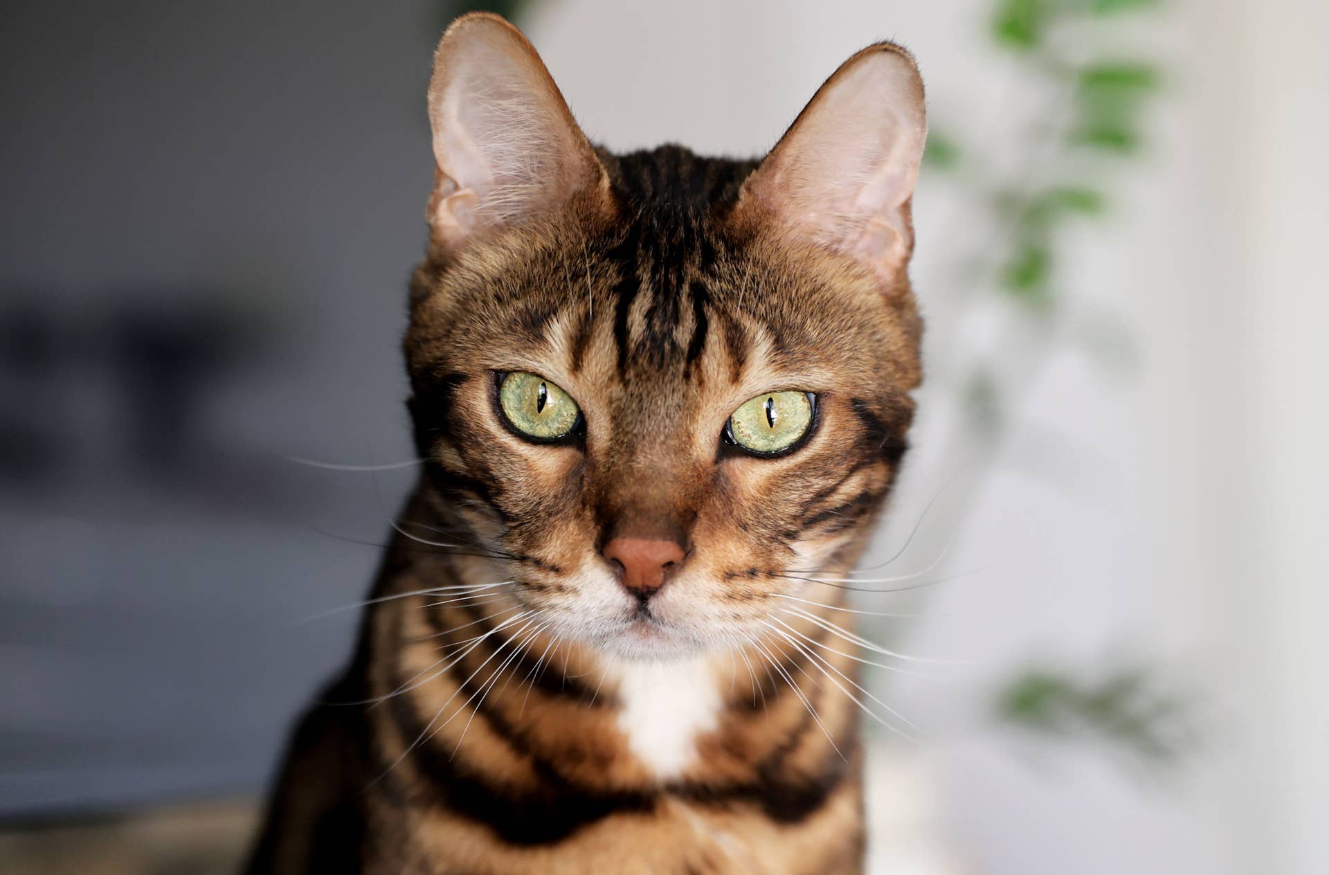 This Cute Cat Condo Is 'Well Made, Adorable and Affordable' - PetHelpful