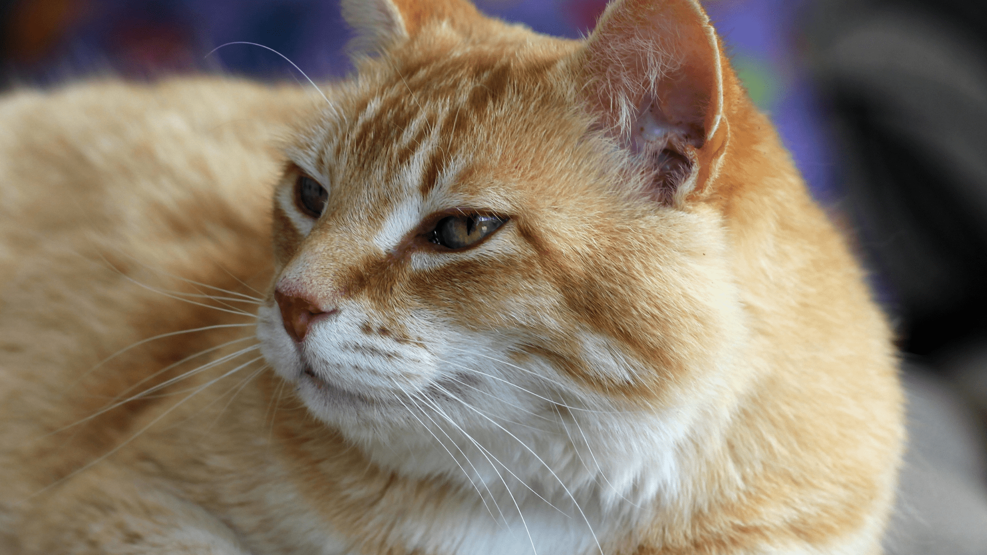 Woman’s Plan to Calm Her Cat During Nail Trim Backfires Completely ...