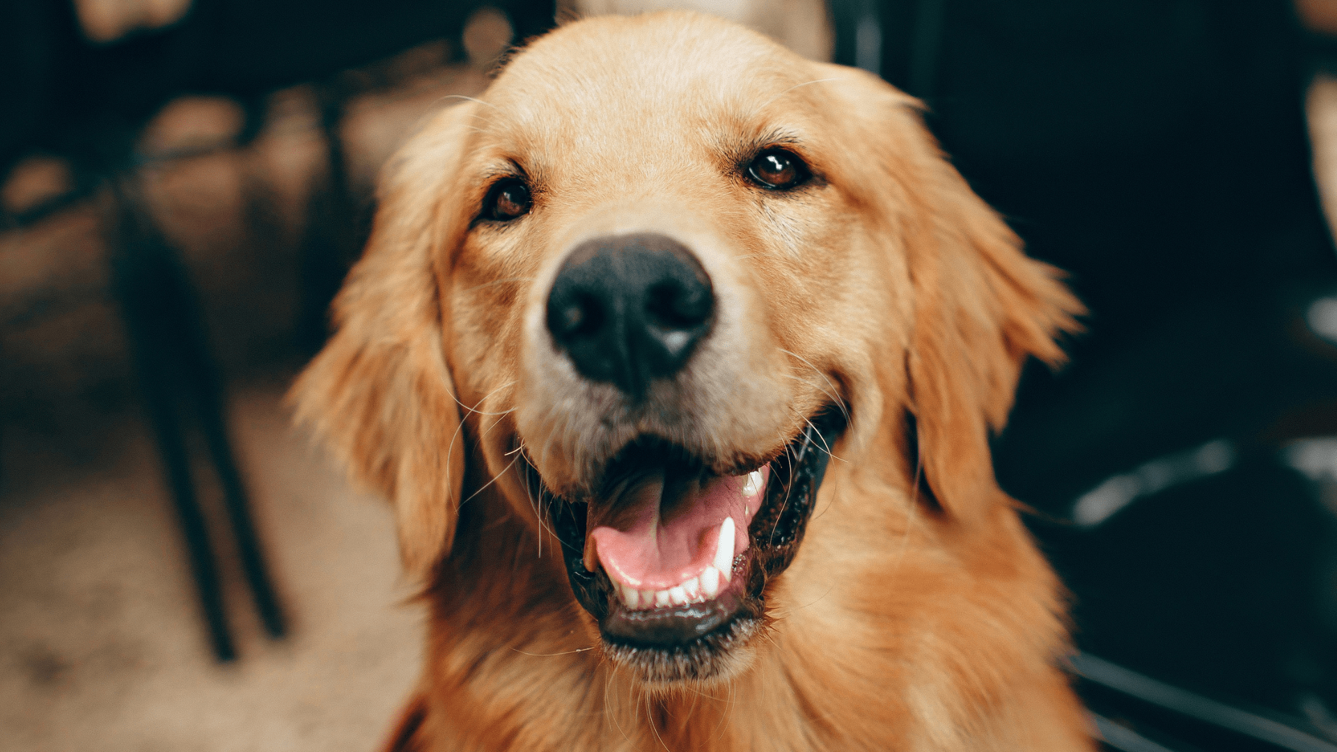 Golden Retriever Giving Mom All the Tea From the Dog Park Is an ...