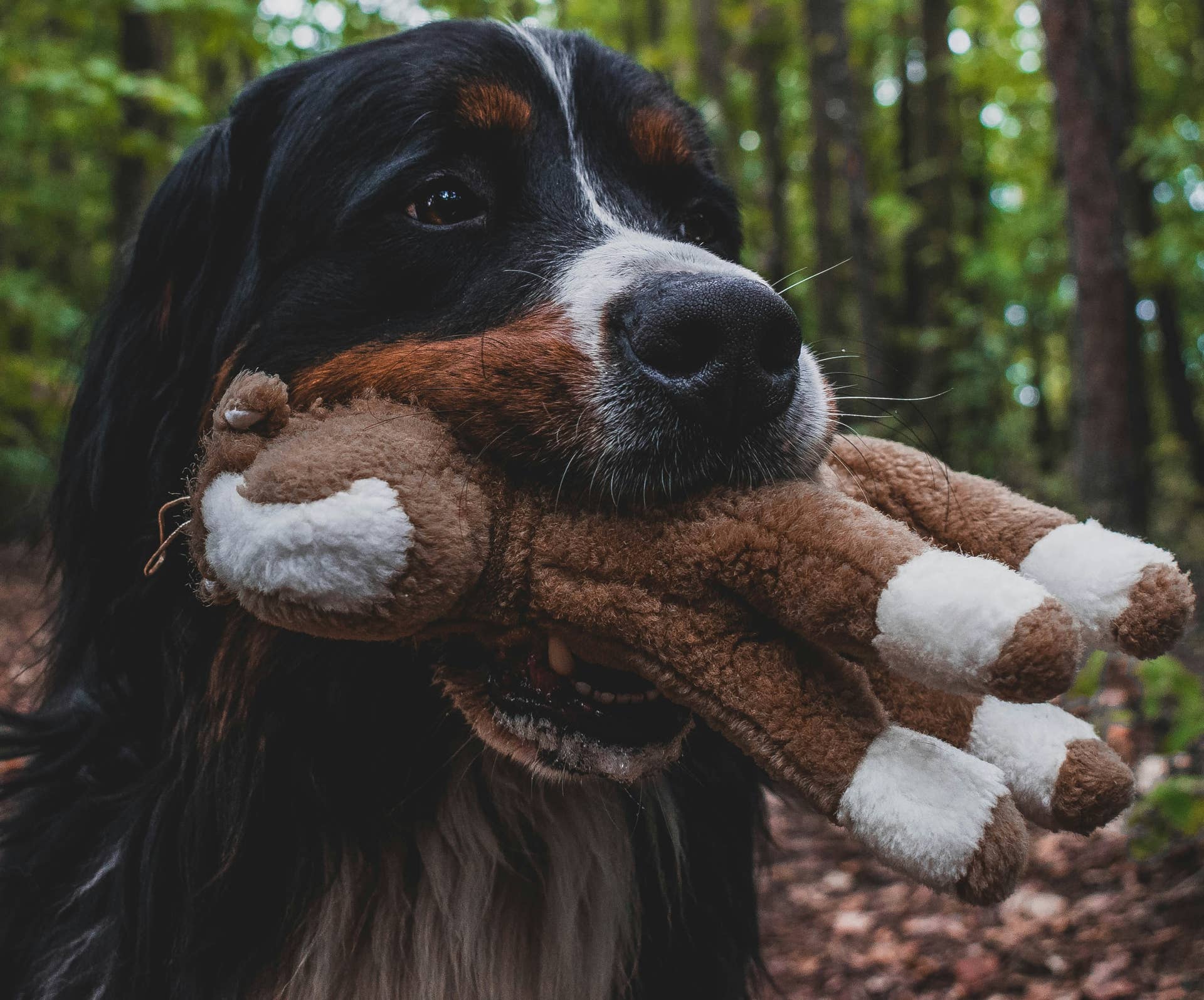 Bernese Mountain Dog Practices for a Real Sibling in the Most ...