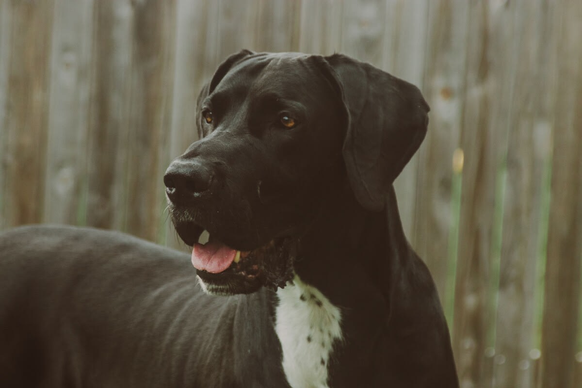 Great Dane Playing ‘Tag’ With His Tiny Human Sister Is Precious ...