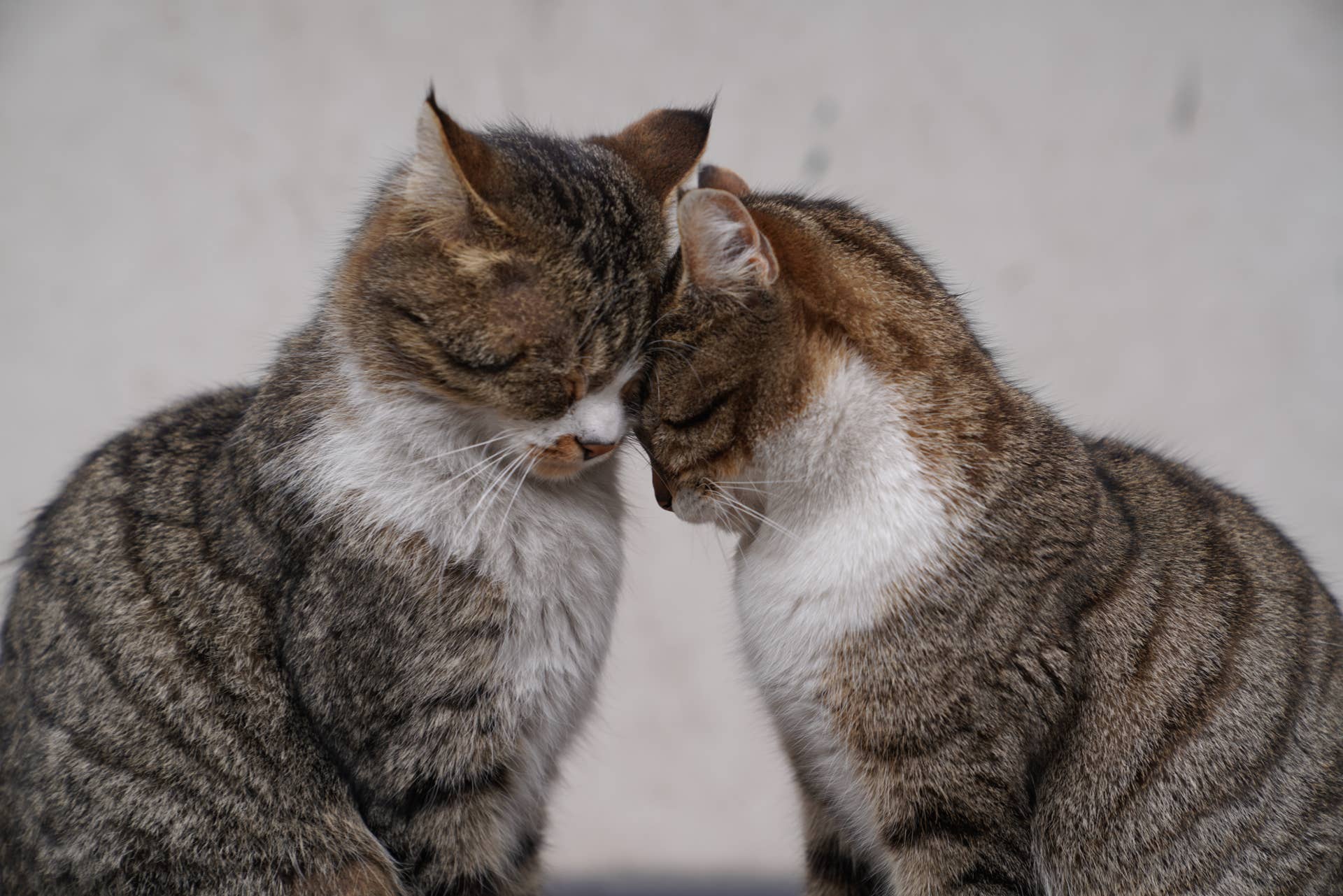 Mom Accidentally Brings in Their Cat’s Stray Doppelganger and Now They ...