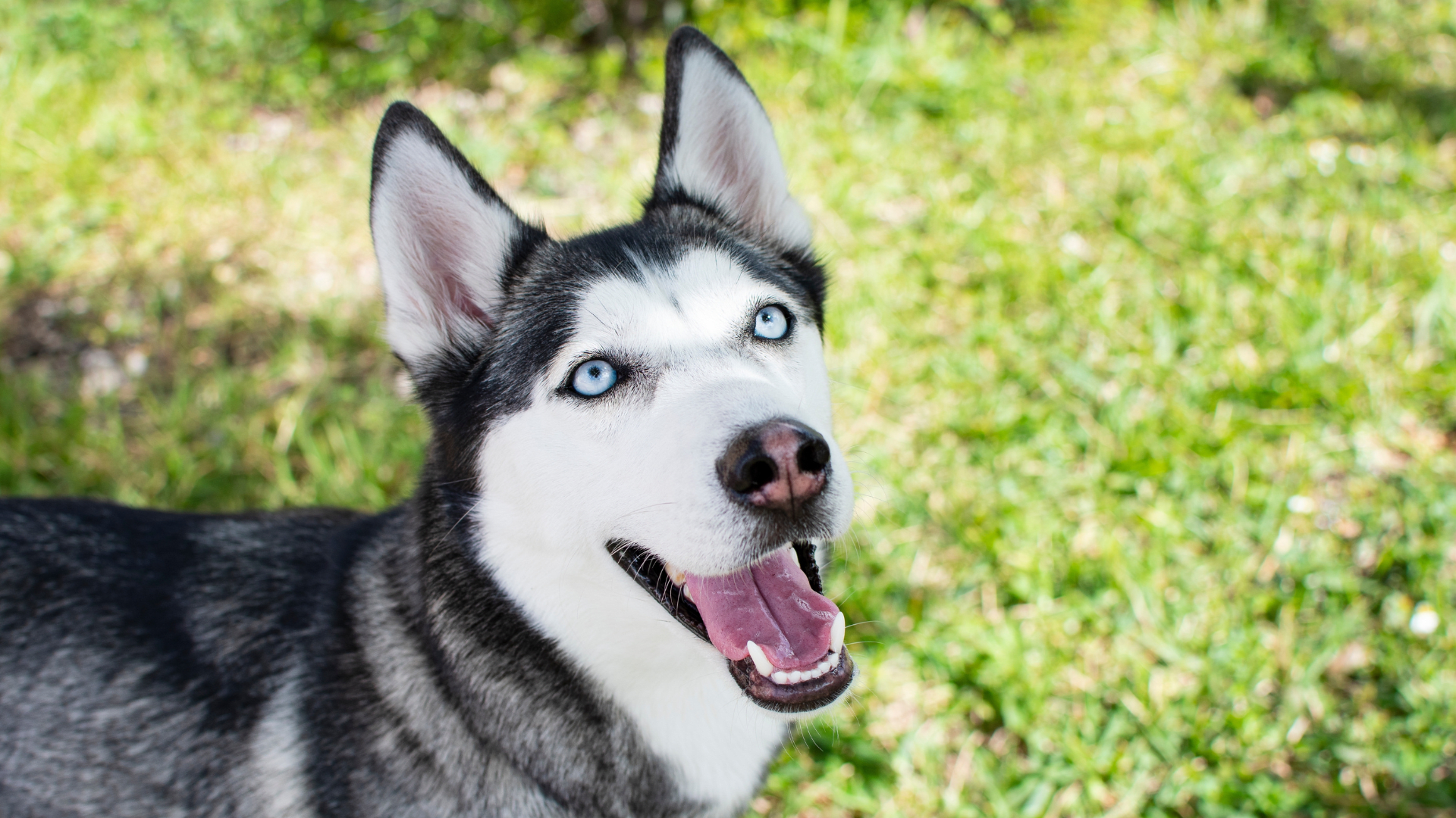 Cat-Loving Husky With No Chill Around Kitty in the Store Has People in ...