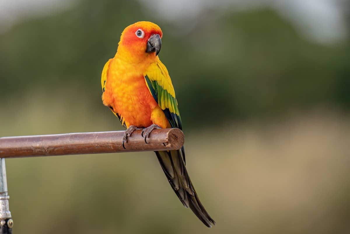 Bird Mom Distraught After Sun Conure Suspiciously Disappears From ...
