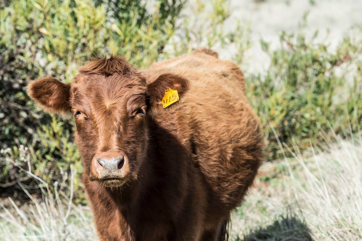 Moment Rescued Mini Cow Meets Other Sanctuary Cows for First Time Is ...