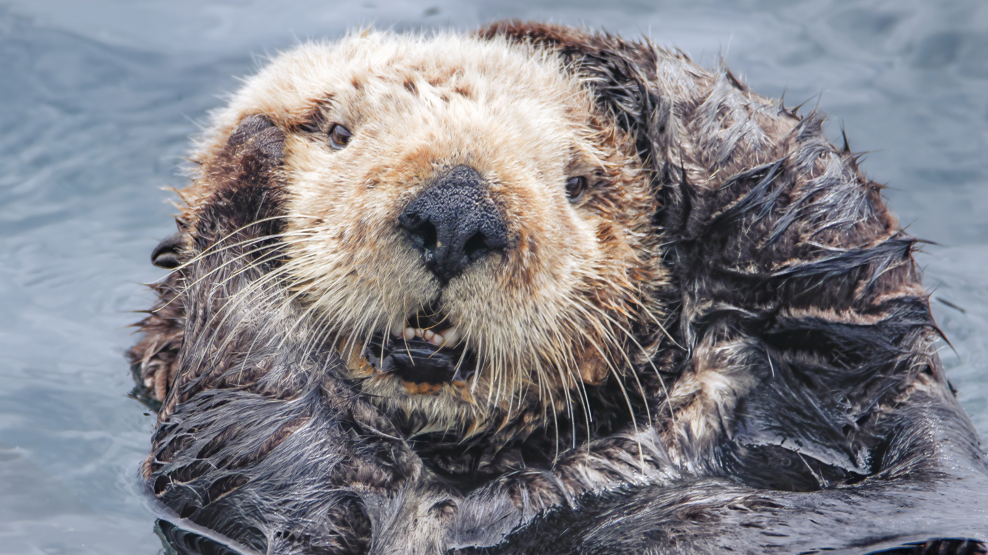 Otter Playing With a Pumpkin at the Point Defiance Zoo Will Put a Smile ...