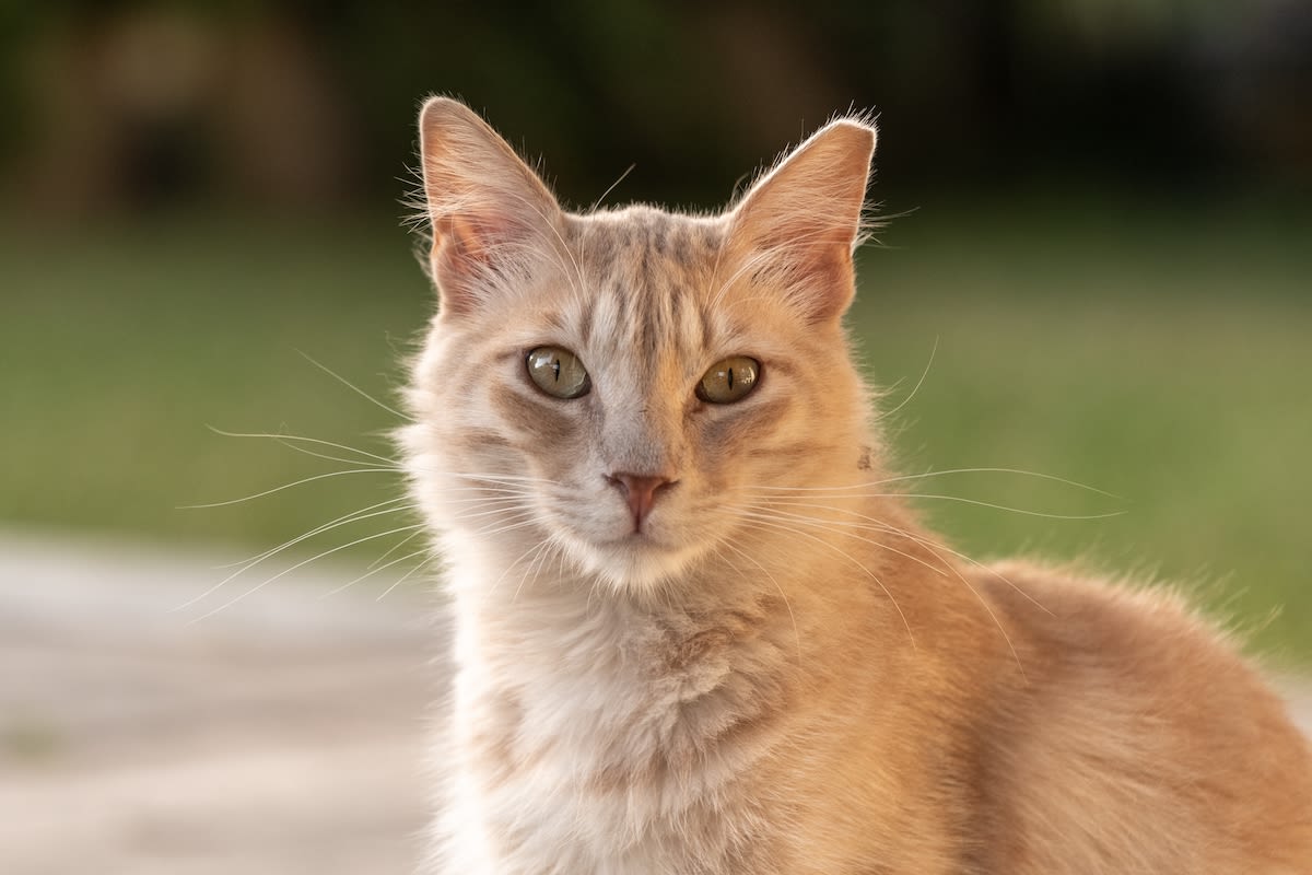 Unbothered Orange Cat Who Lives With Bear BFF in Vietnam Zoo Is Such an ...