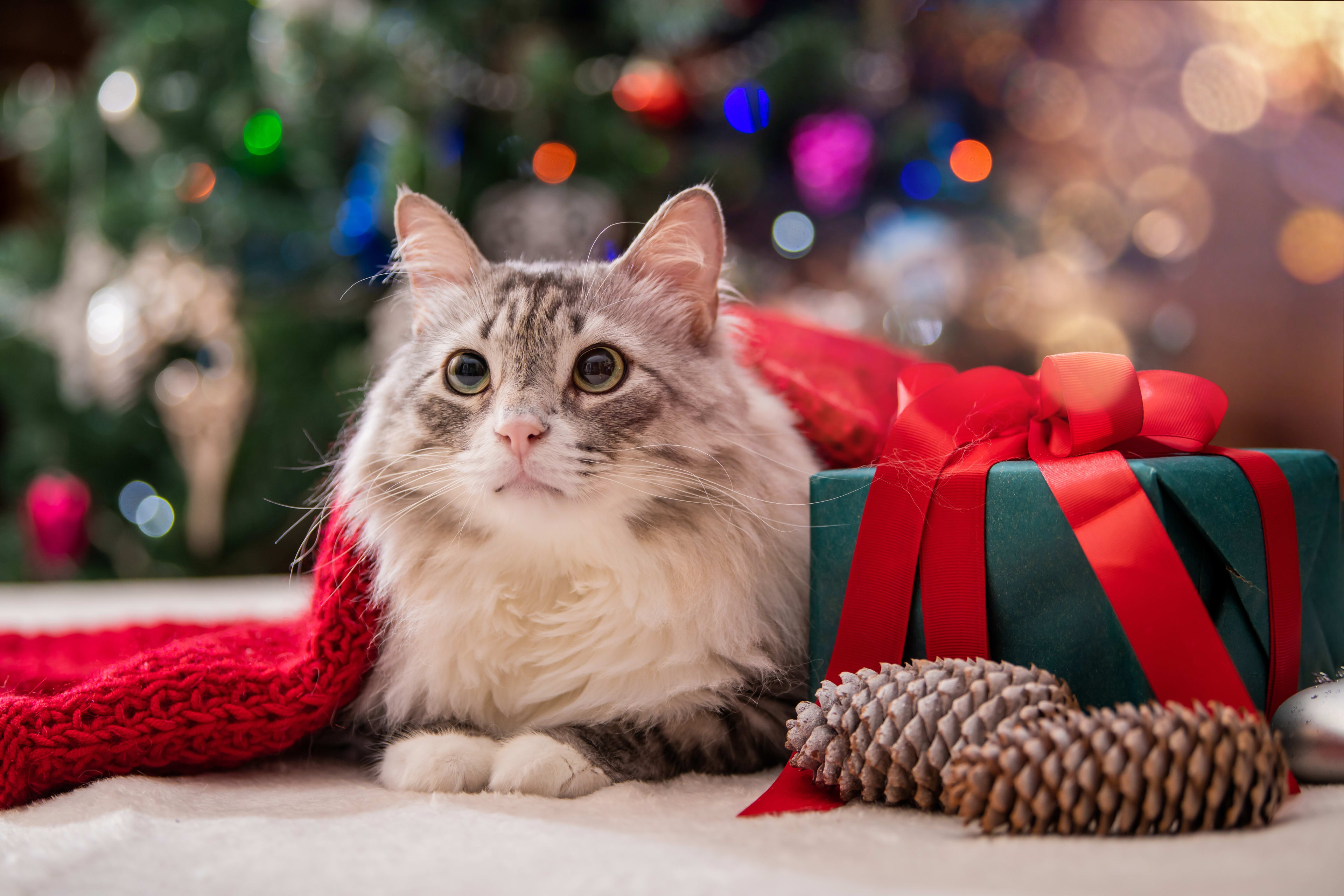 Angel Tree Act of Kindness Brings a Support Cat to a Boy - PetHelpful