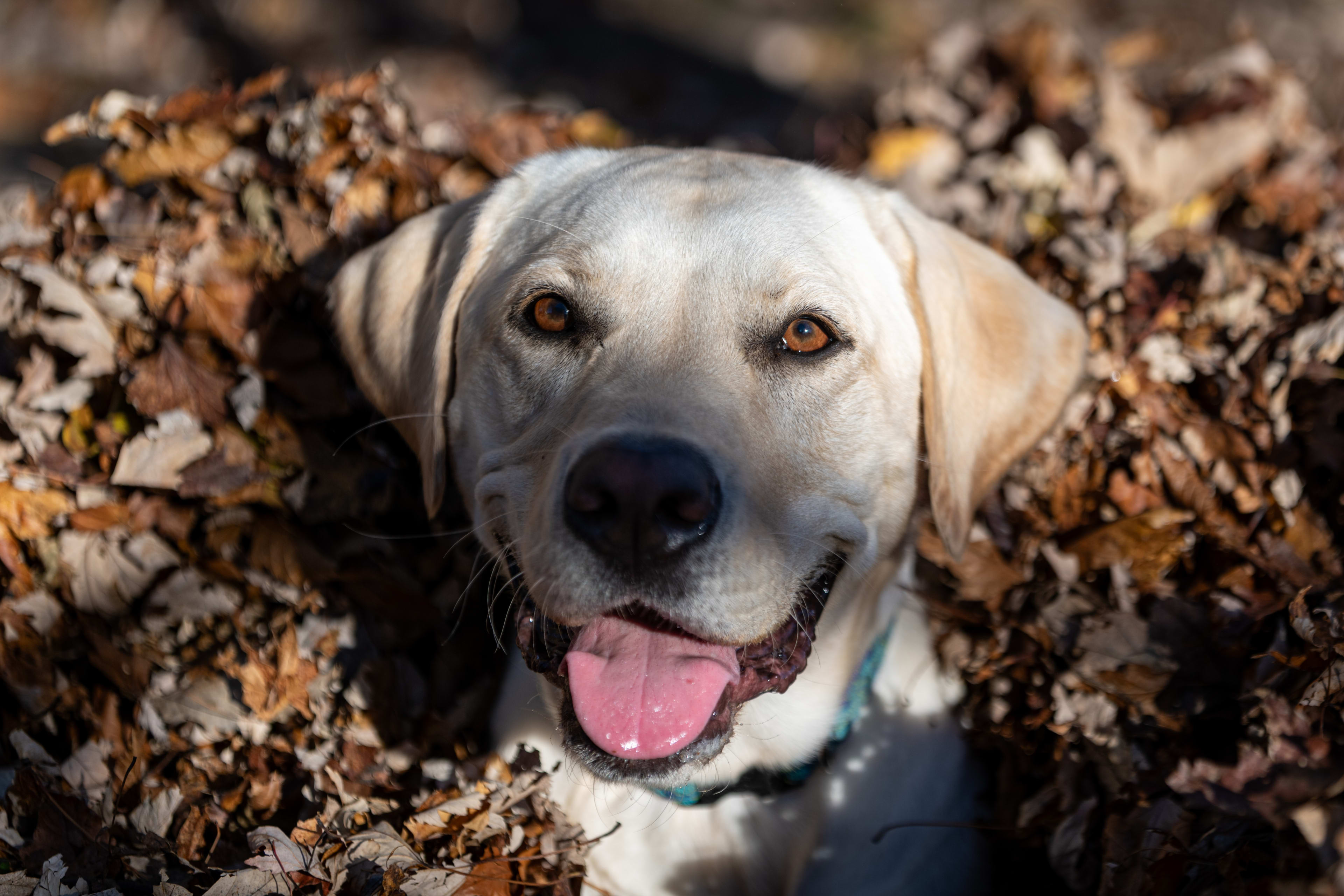 Labrador Hiding In a Leaf Pile Like a Little Kid Is Too Cute - PetHelpful