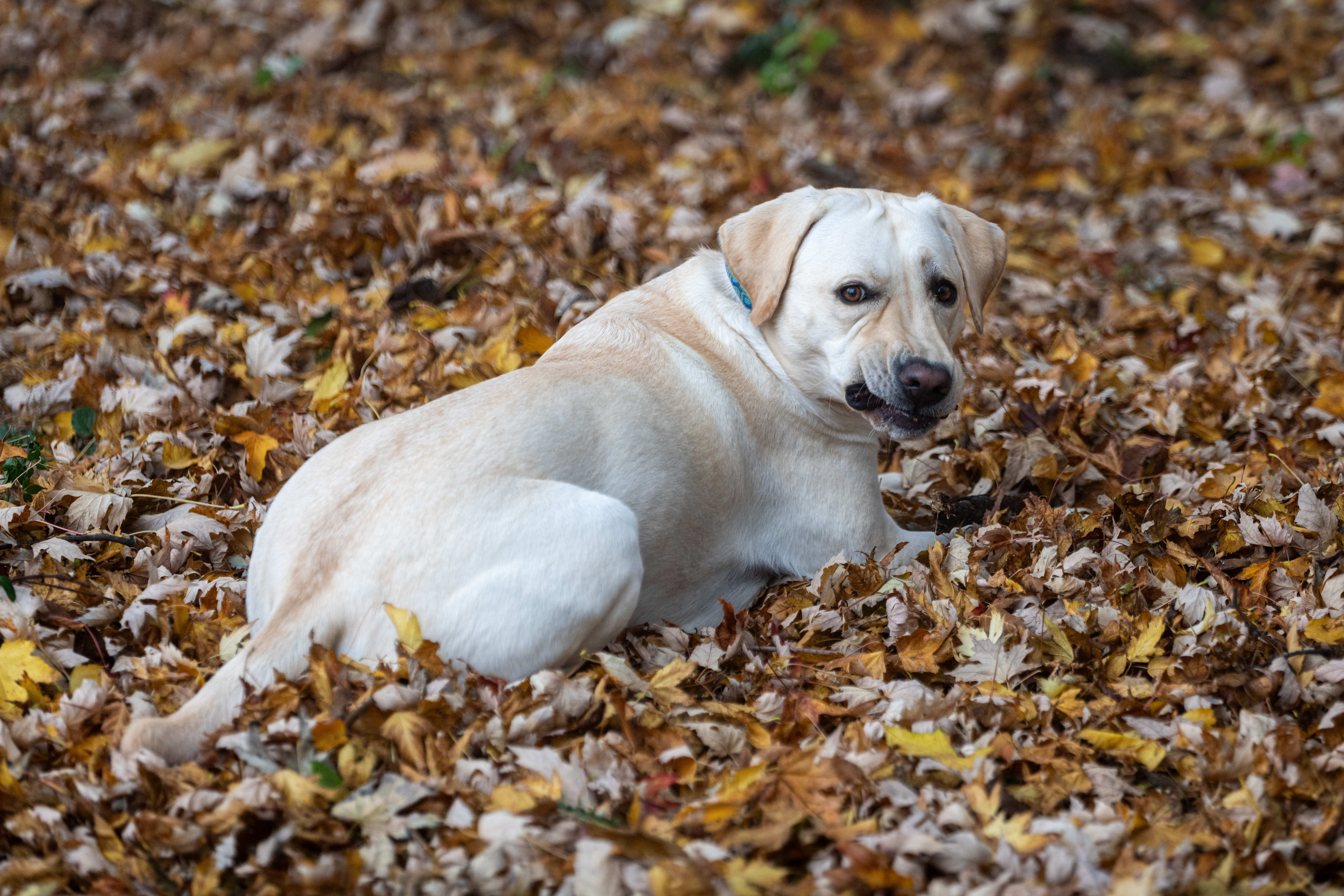 Labrador Hiding In a Leaf Pile Like a Little Kid Is Too Cute - PetHelpful