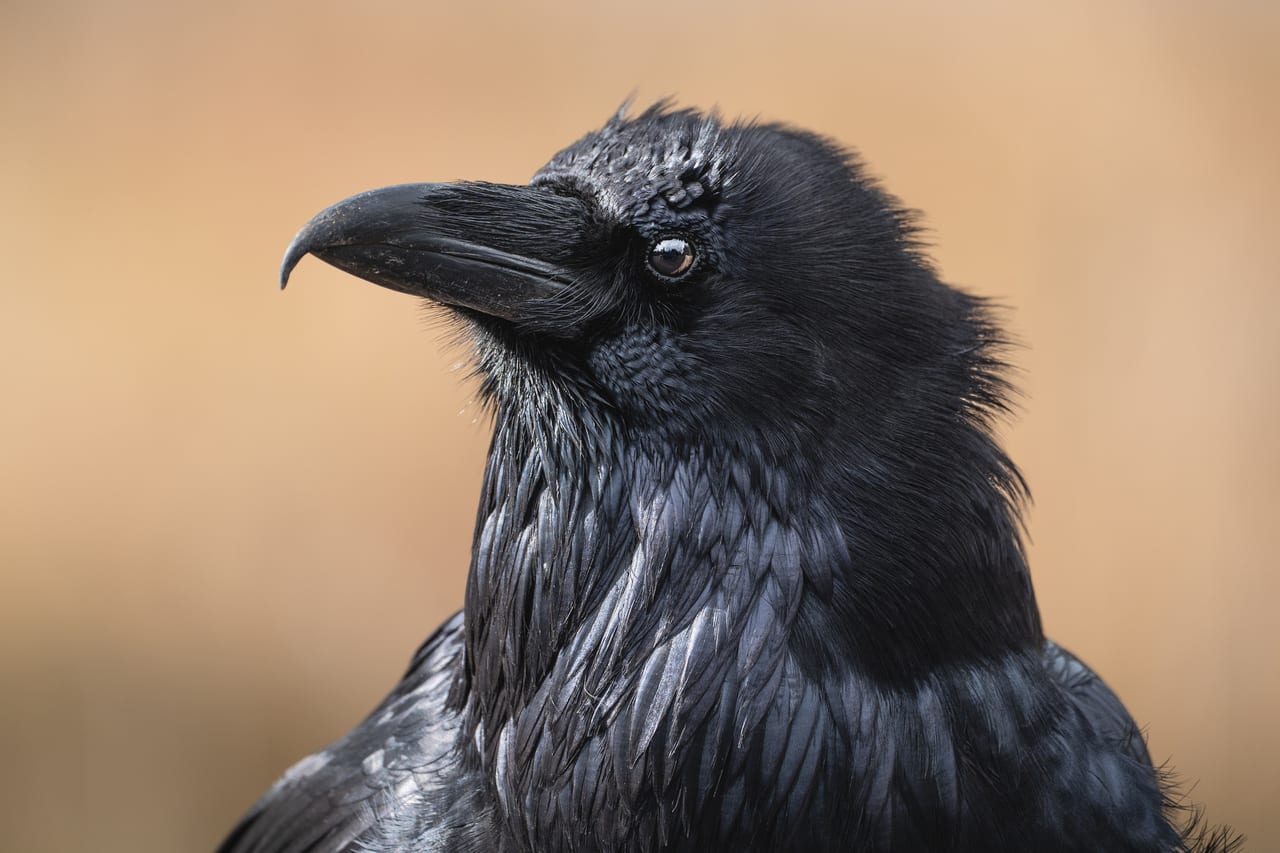 How to Make Friends With Crows and Earn Their Trust - PetHelpful