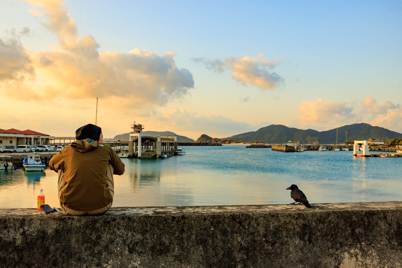 How to Make Friends With Crows and Earn Their Trust - PetHelpful
