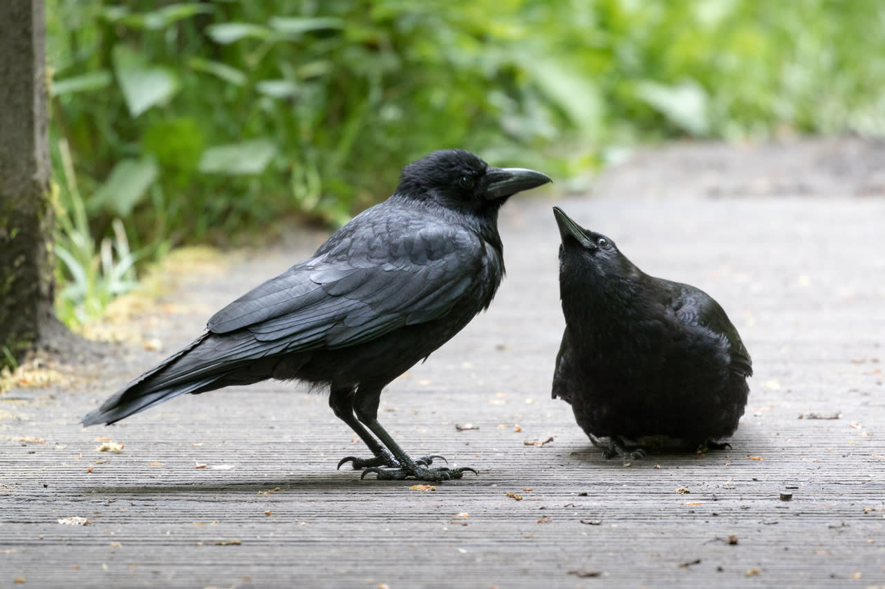 How to Make Friends With Crows and Earn Their Trust - PetHelpful