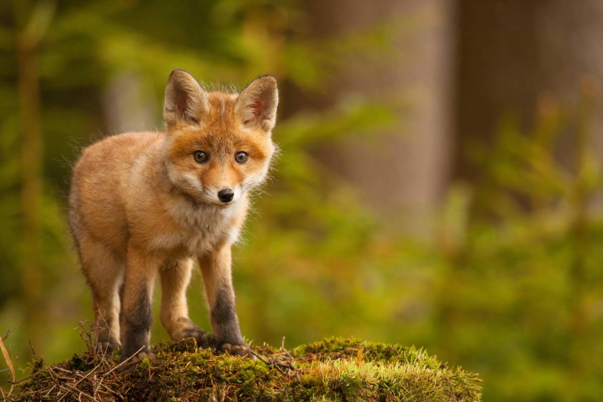 Lost Baby Fox Tries to Befriend Dog and the Result Will Break Your ...