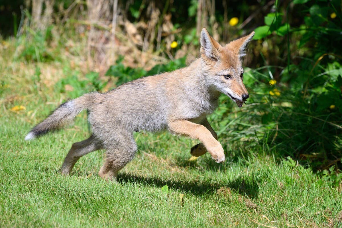 ‘Coyote’ Dog Follows Family Home Then Goes Viral for Being the Biggest ...