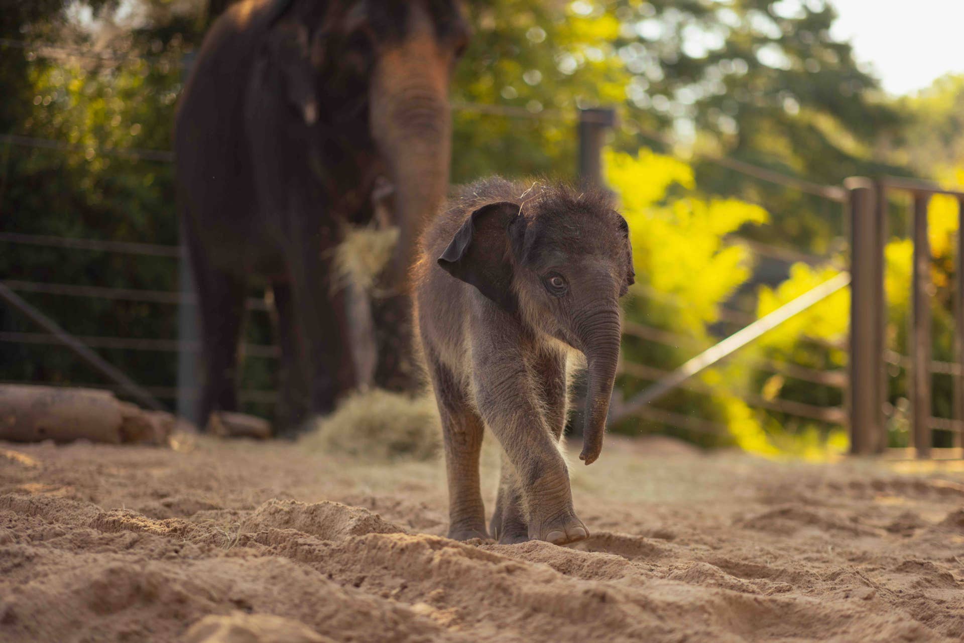 Fort Worth Zoo’s Baby Elephant Named After a Texas Icon - PetHelpful