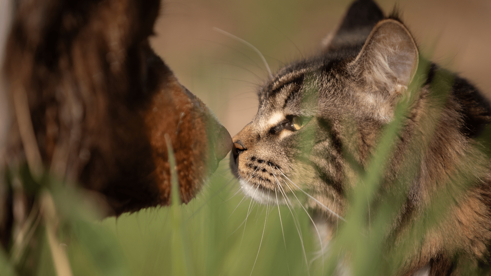 Mailman Adopts Kitten and Introduces Her to His Route’s Furry Residents ...