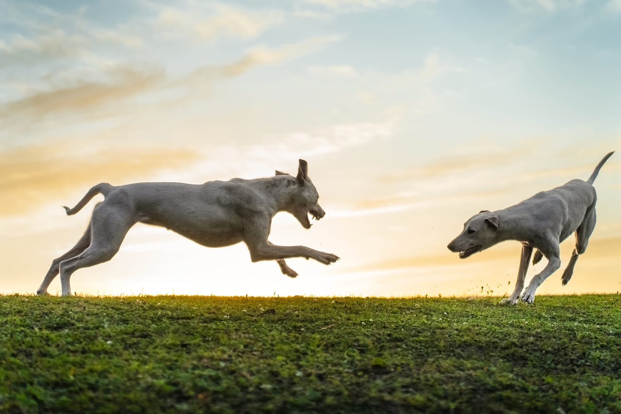 180+ Names for Energetic, Hyper and High Energy Dogs - PetHelpful