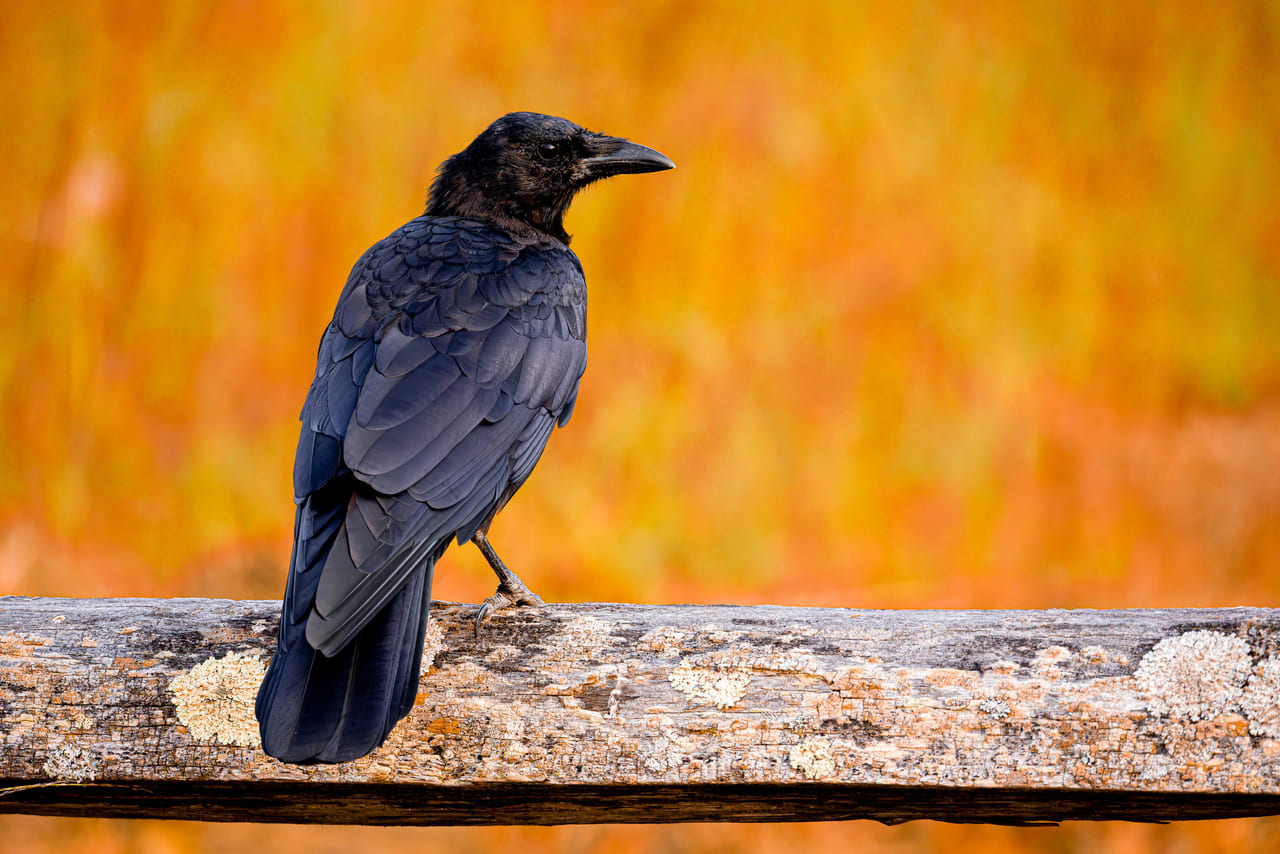 Crows as Pets: Is It Legal to Have a Pet Crow? - PetHelpful
