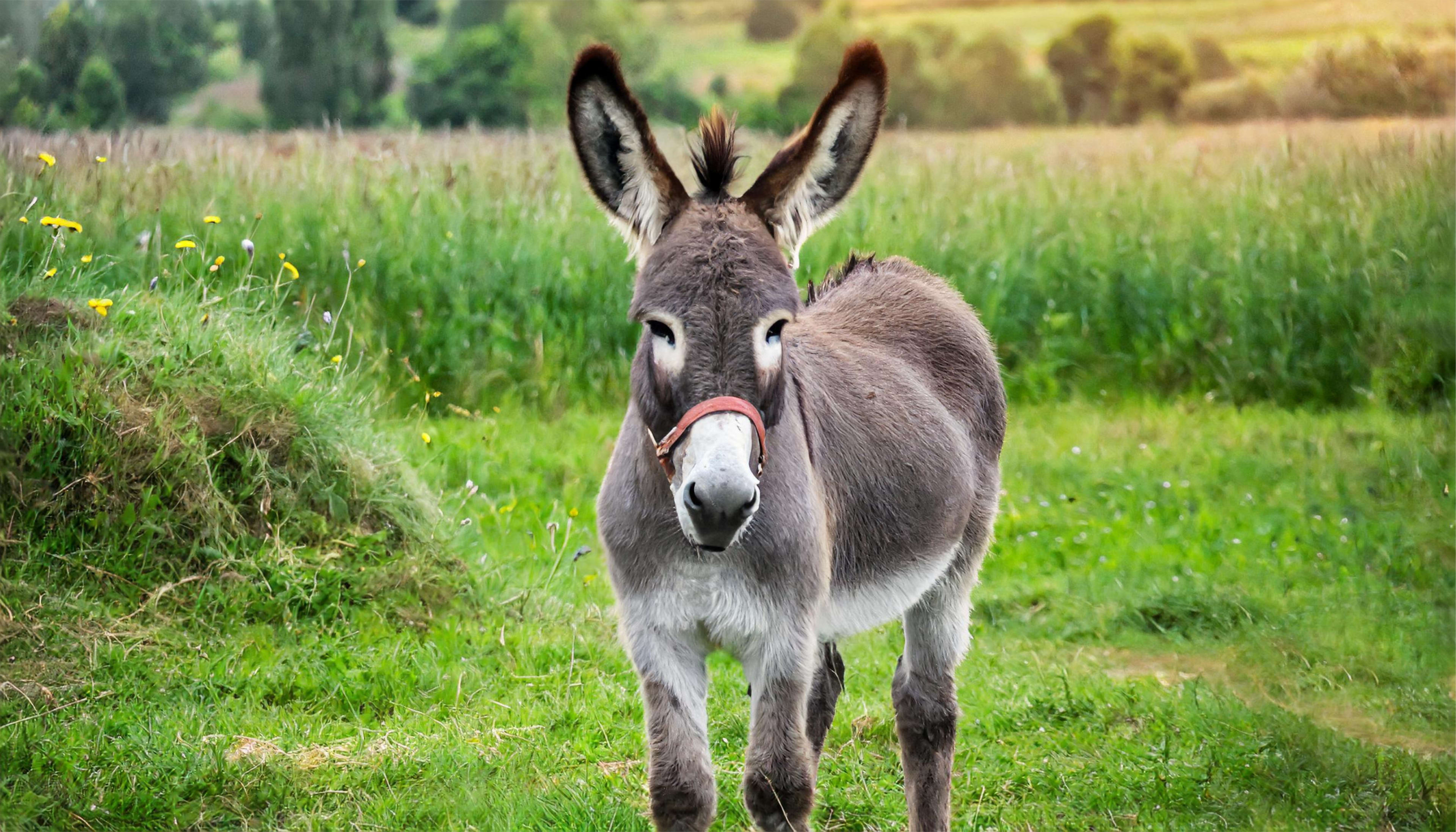 Real Donkey's Resemblance to the 'Shrek' Character Is Uncanny - PetHelpful