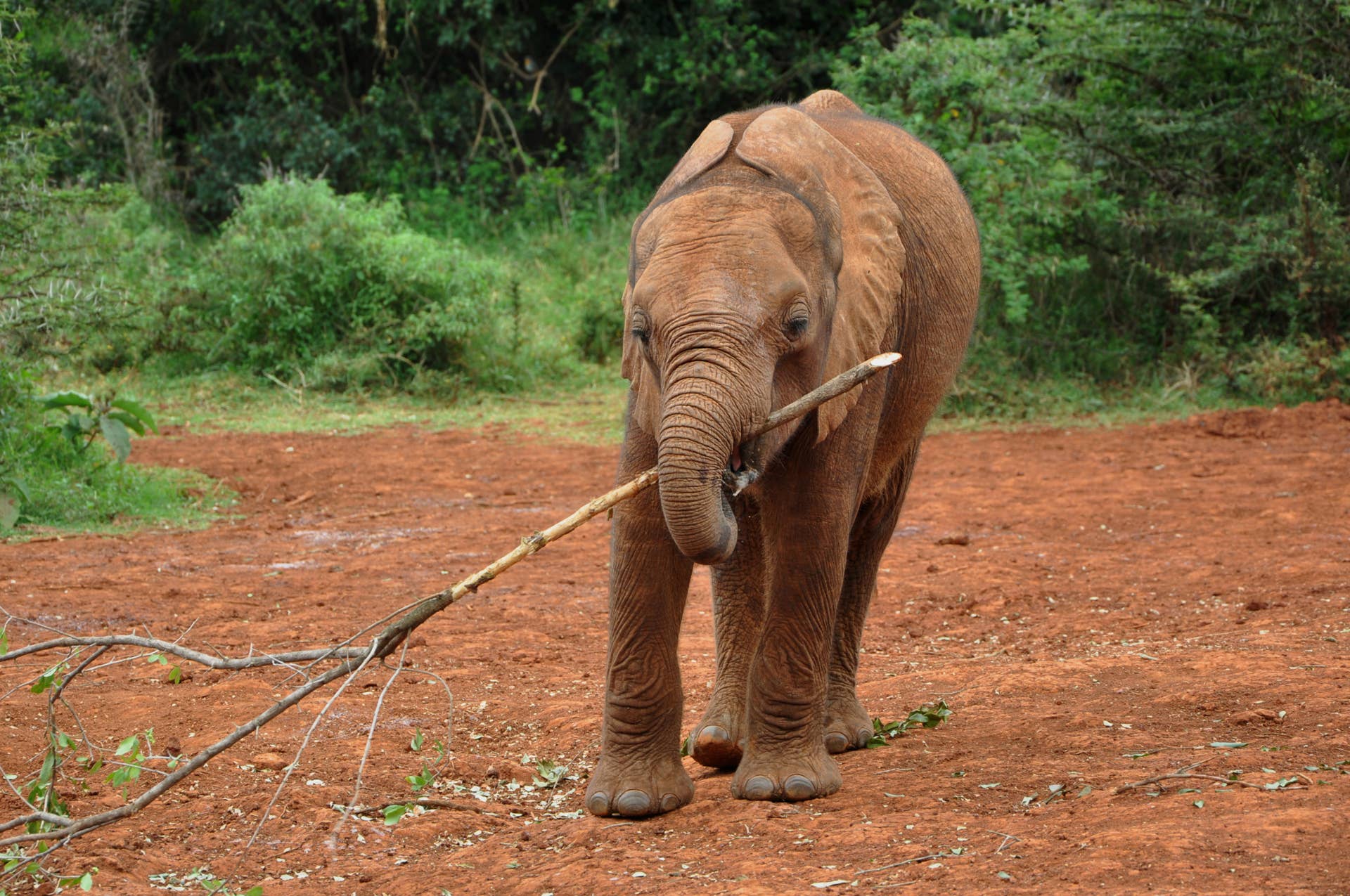 Baby Elephant Practicing 'Baton' Twirls Is Basically Ready to Lead a ...