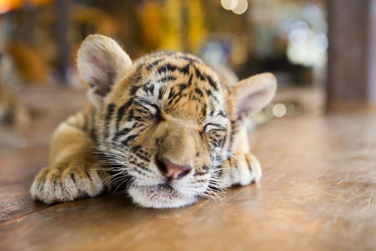 Tiger Cub’s Snoring During Precious Slumber Is Total Cuteness Overload ...