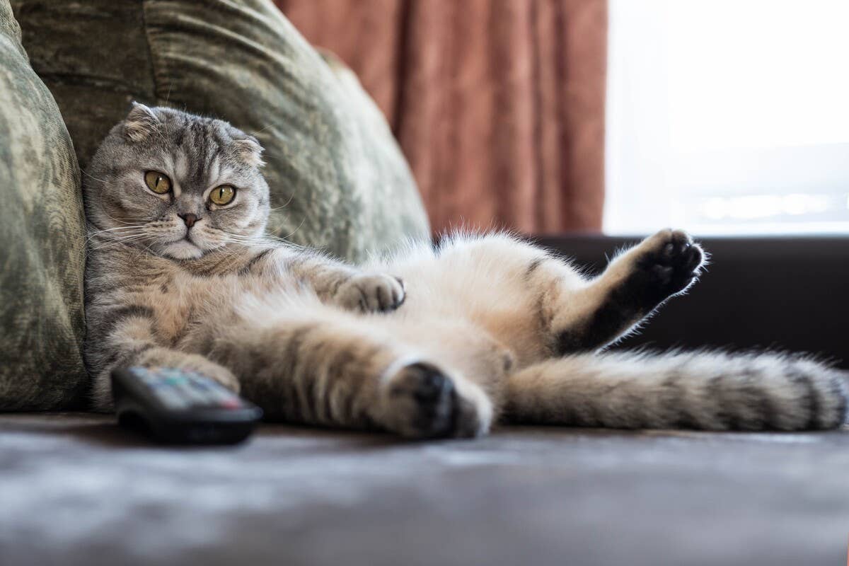 Cat Obsessed With ‘Catching’ the Mice on TV Is an Absolute Riot ...