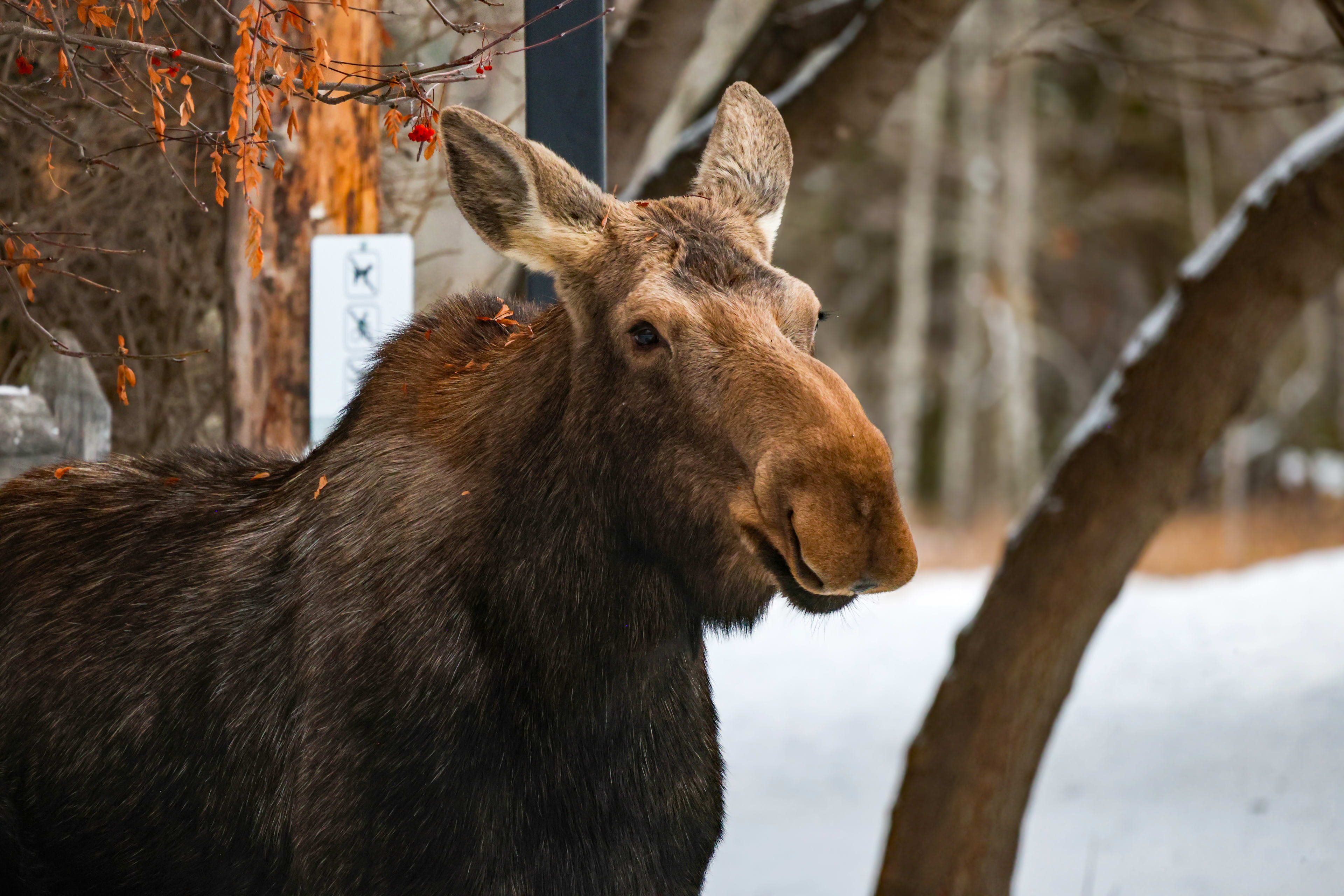 Young Moose Turn a Colorado Backyard Into Their Own Boxing Ring ...