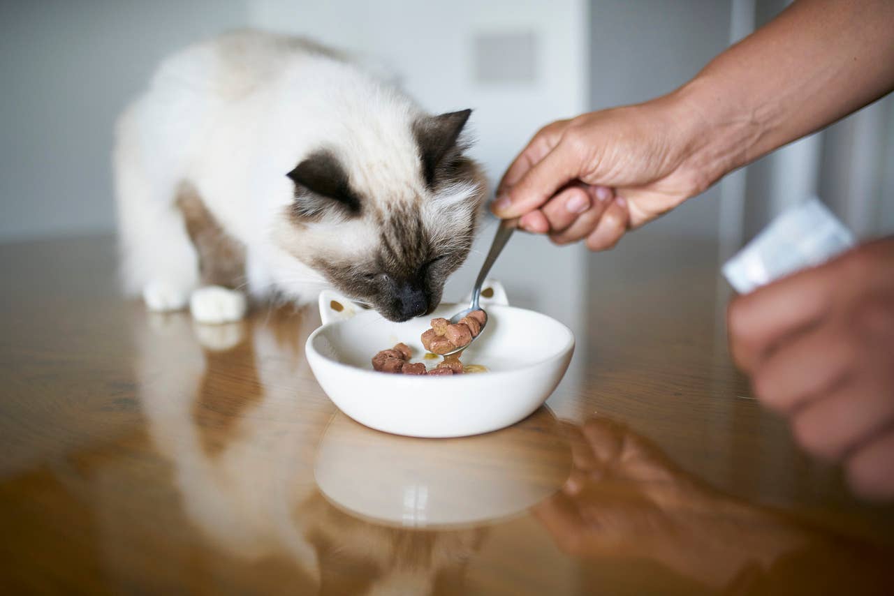 10 Ways to Get a Cat to Like and Trust You - PetHelpful