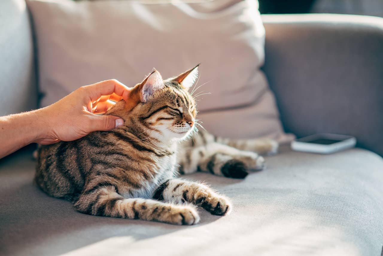 10 Ways to Get a Cat to Like and Trust You - PetHelpful