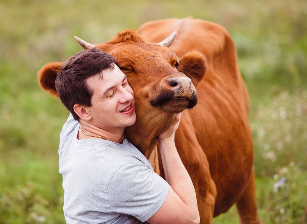 1600-Pound Cow Using His Dad as a Pillow Is the Cutest Thing You’ll See ...