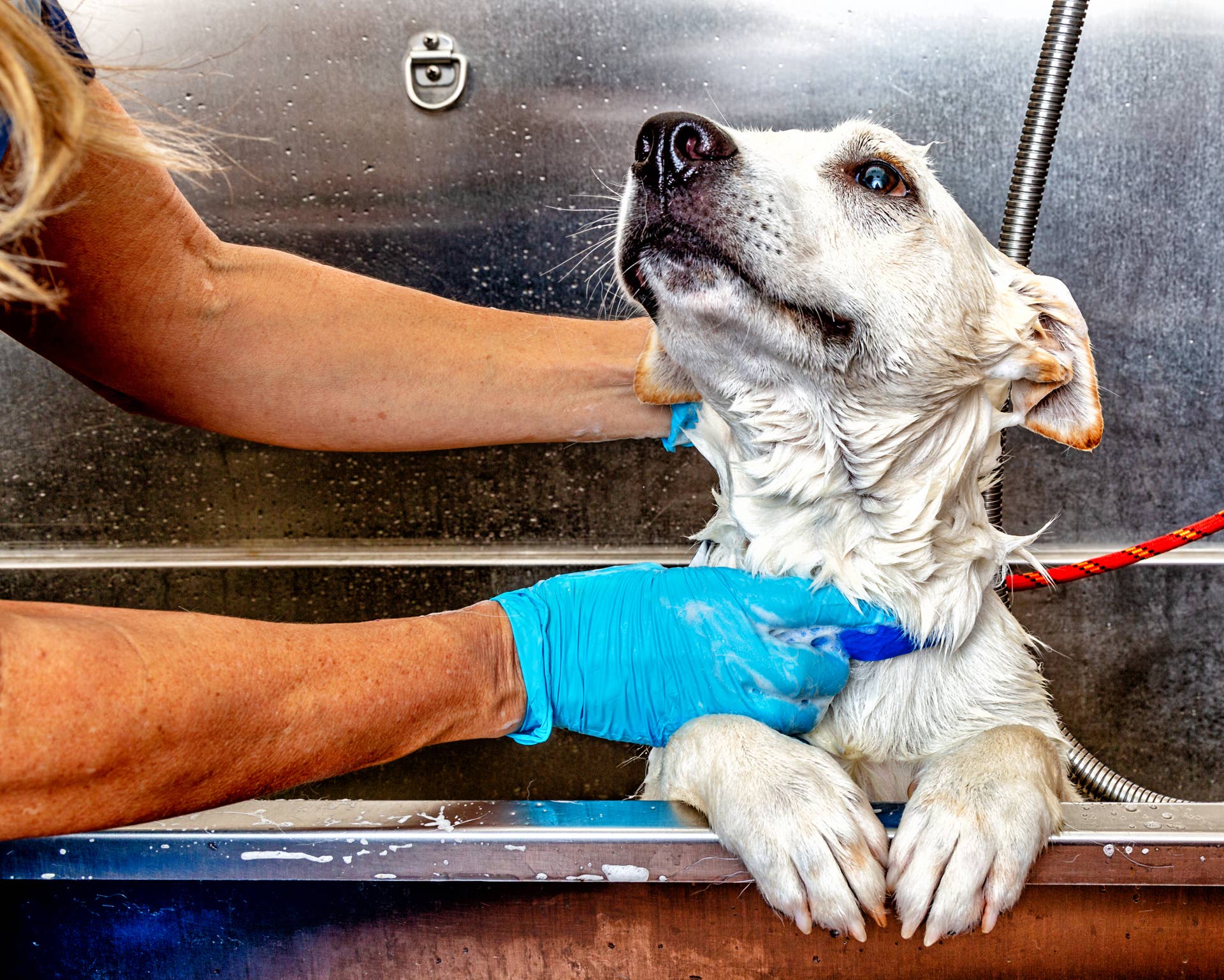 Dog 'Singing' In the Shower Is So Impressive - PetHelpful