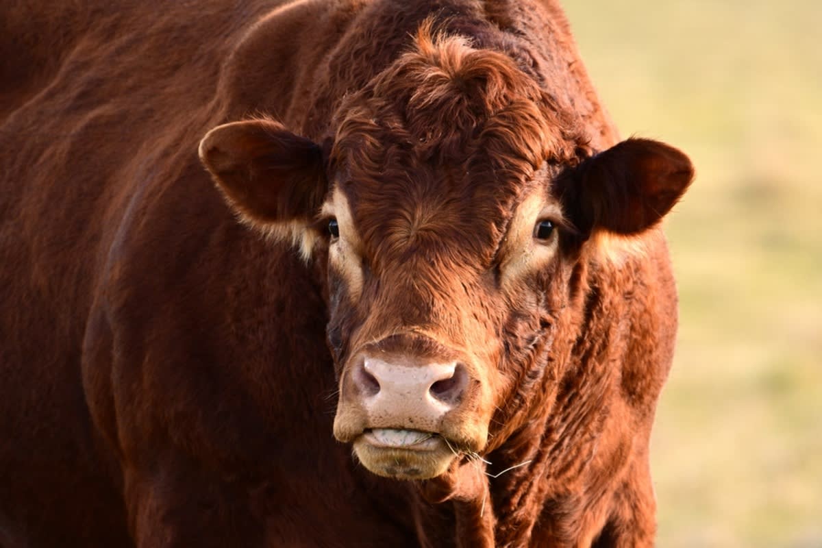 Dad Tries to Do Chores in Cow Pasture but Stubborn Bull Says ‘Not Today ...