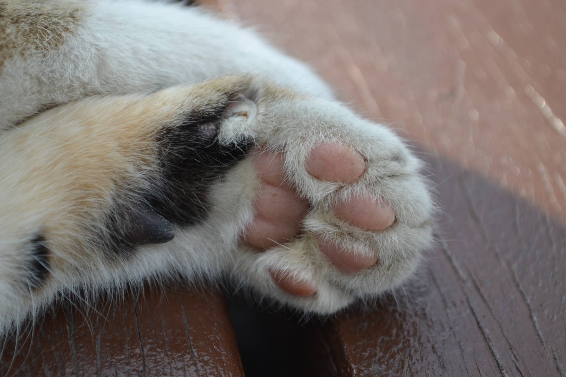 This Holiday Detail on a Cat’s Face Has Everyone Obsessed - PetHelpful