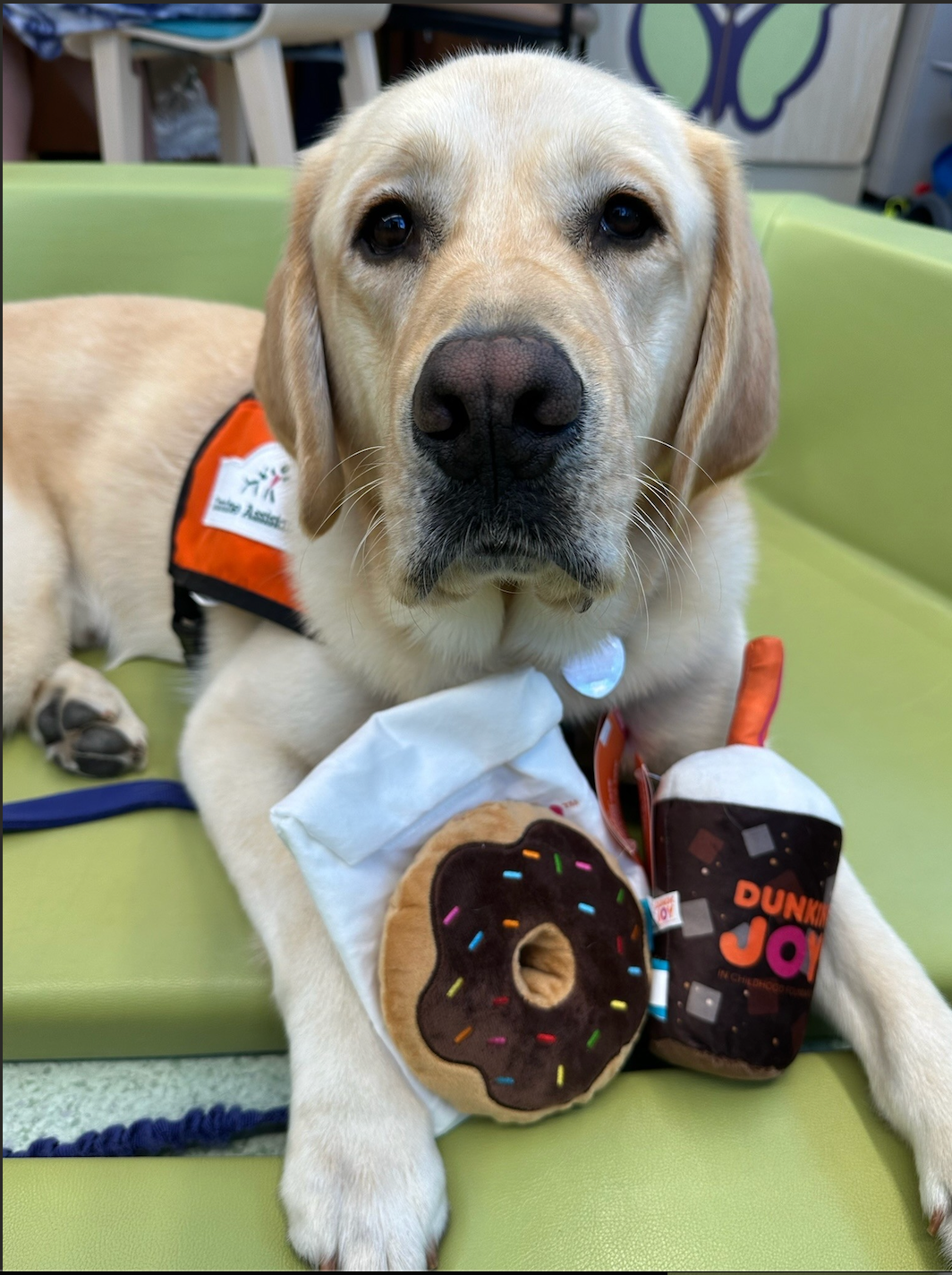 These Dunkin’ x Bark Holiday Toys Are Cute and for a Good Cause ...