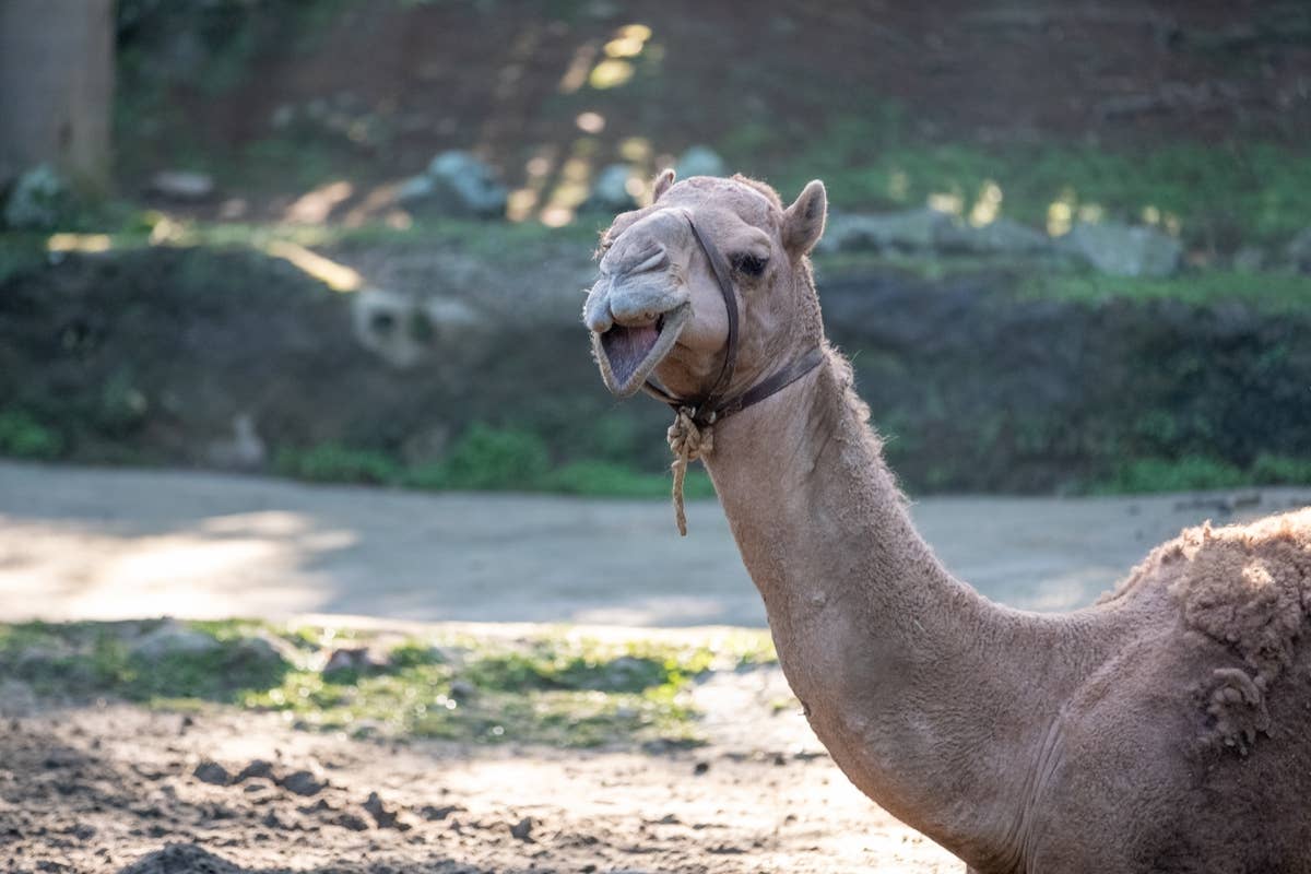 Camel's Dramatic Daily Sounds Give Off Serious Main Character Energy ...