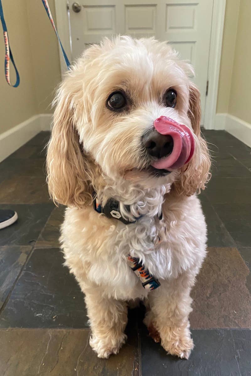 Heartbroken 15-Year-Old Chihuahua Abandoned at the Same Rescue He Was ...