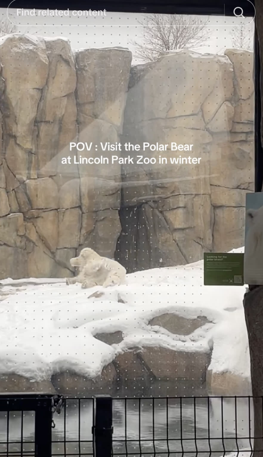 Watch This Joyful Polar Bear Roll Around in the Snow - PetHelpful