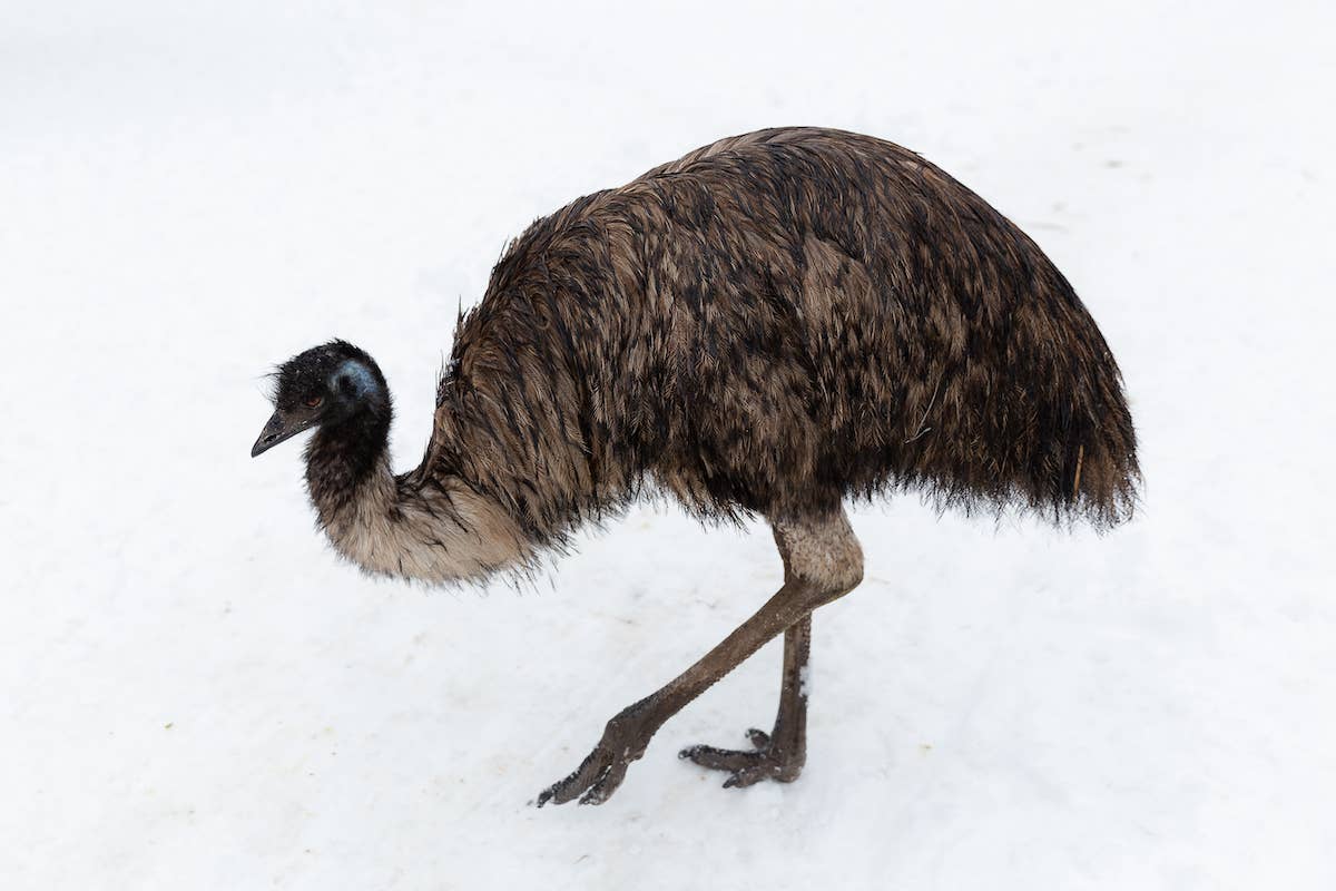 Emus Frolicking in the Snow With Their Little Girl Bestie Are the ...