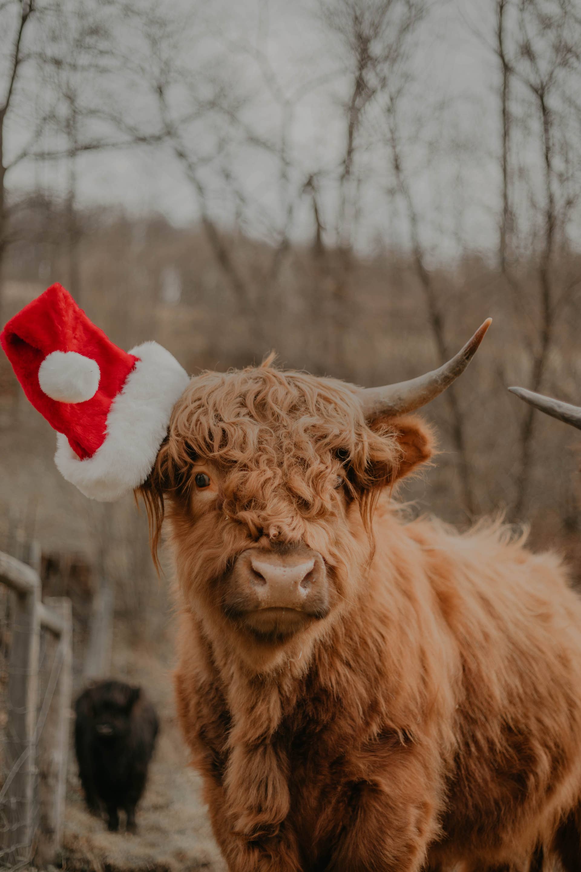 You Can Hug an Adorable Highland Cow at This Christmas Tree Farm ...