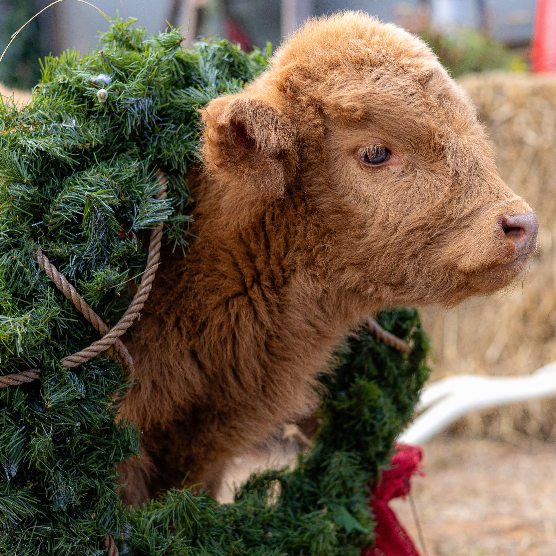 You Can Hug an Adorable Highland Cow at This Christmas Tree Farm ...