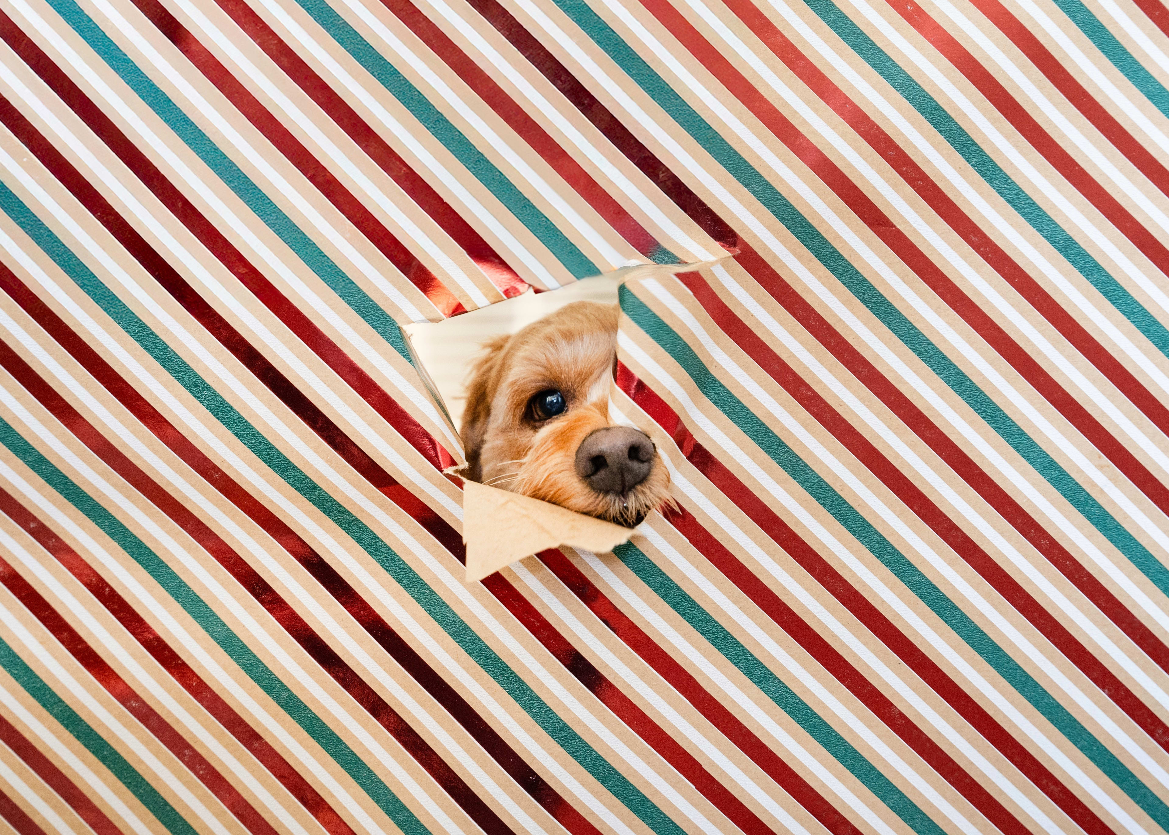 Wrapping-Paper Dog Photo Trend Is Taking Over TikTok - PetHelpful