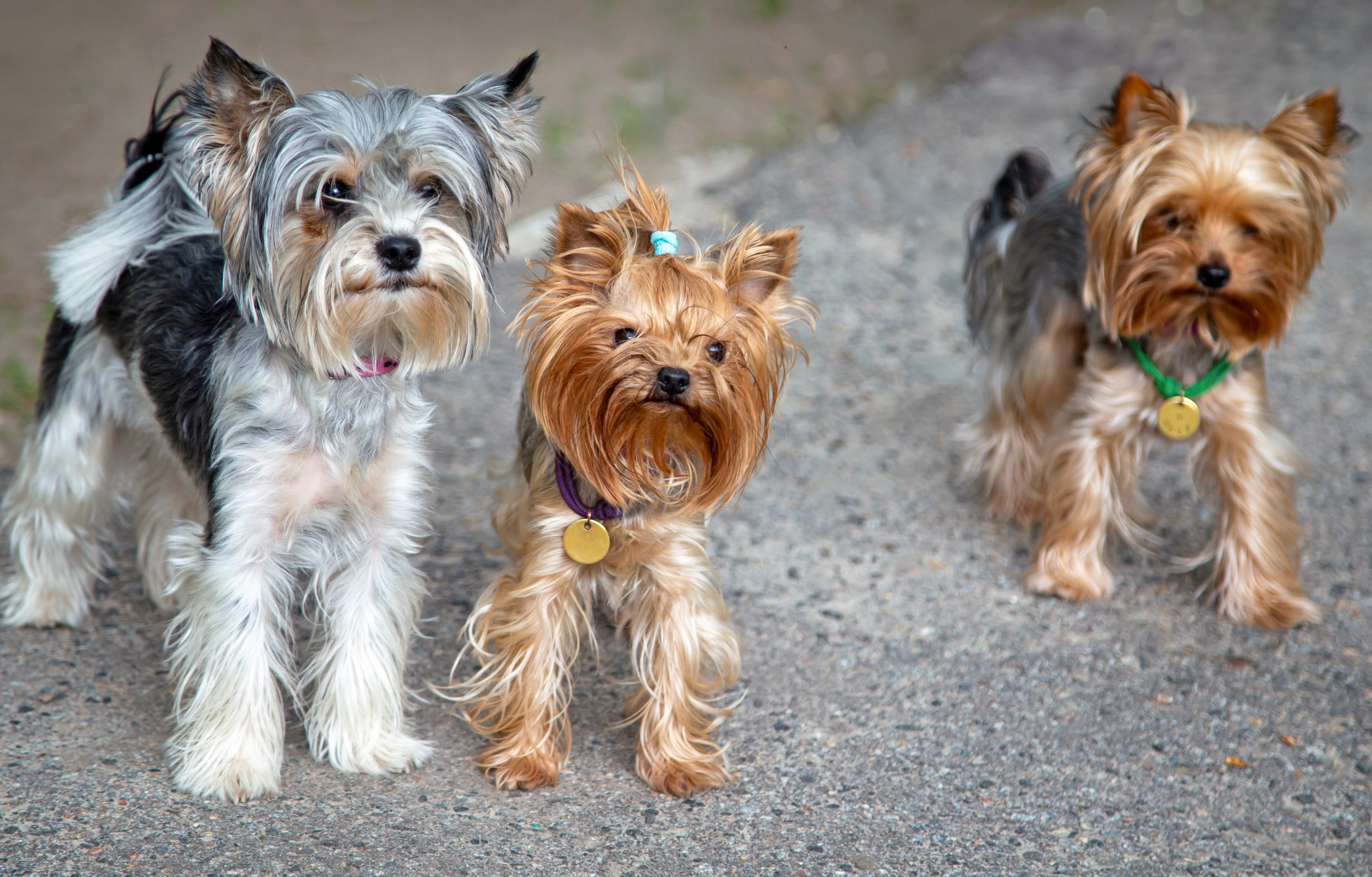 3 Yorkies Form a Very Serious Task Force To Retrieve a Stuck Ball ...