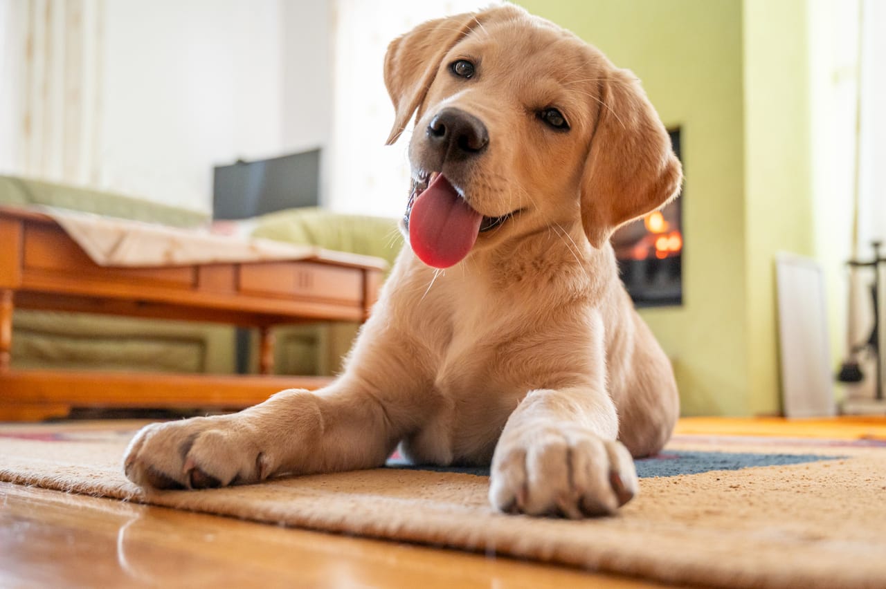 500 Labrador Retriever Names for Male and Female Dogs - PetHelpful