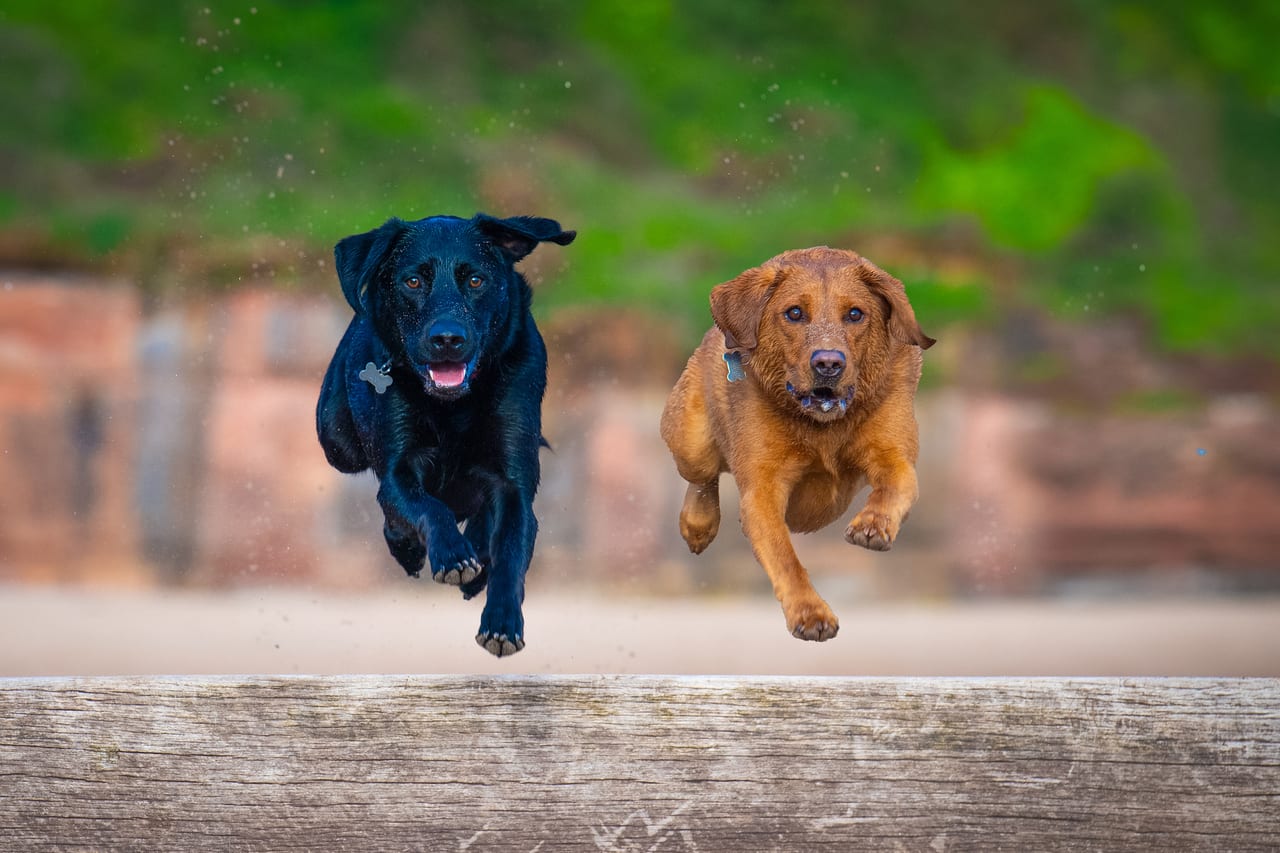 500 Labrador Retriever Names for Male and Female Dogs - PetHelpful