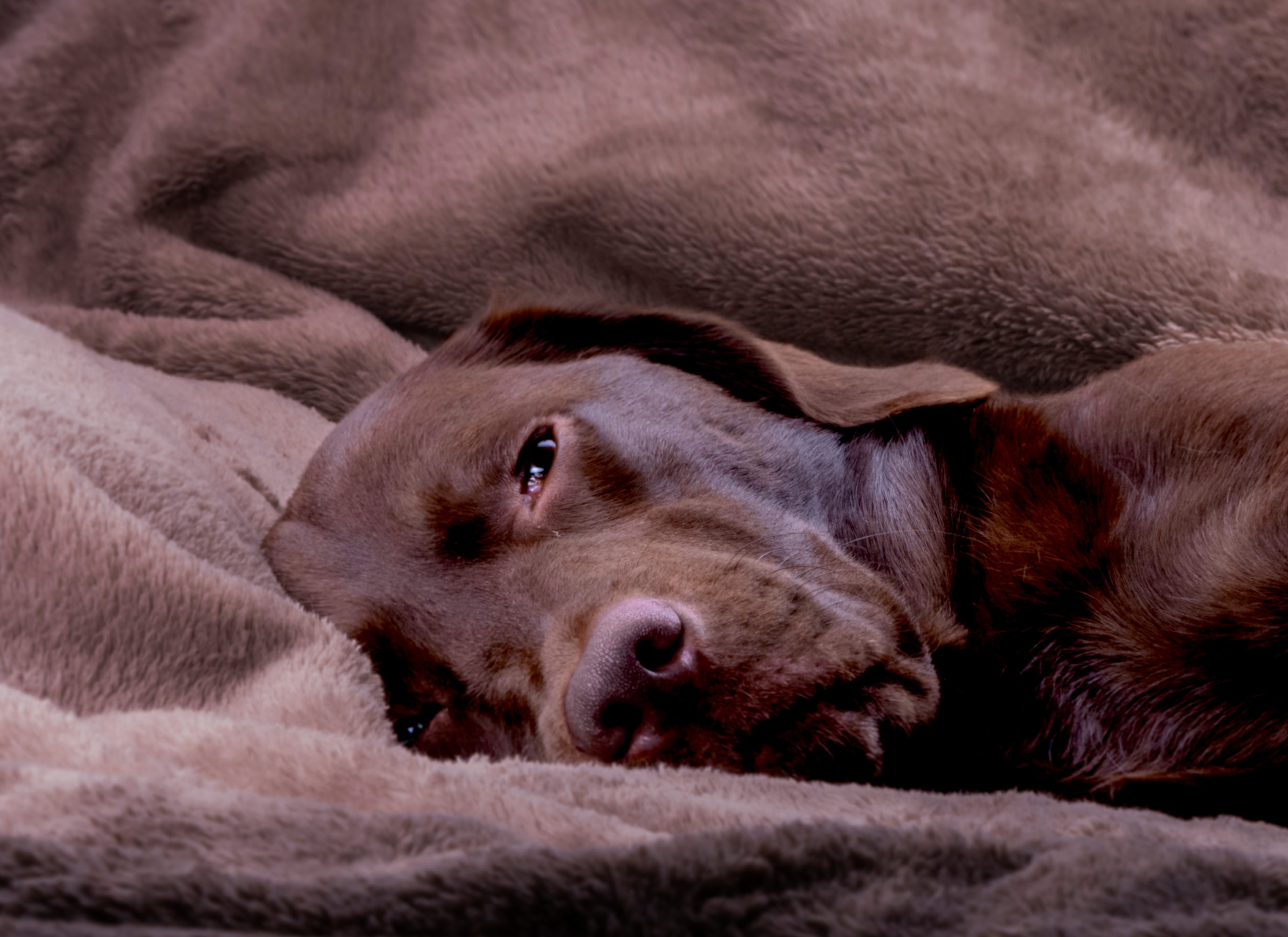 Chocolate Labrador With 3 Legs Carries Her Life Size Teddy Upstairs ...