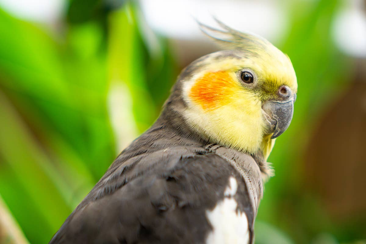 Cockatiel With Arthritis Goes on Creative Daily 'Flights' So He Can ...