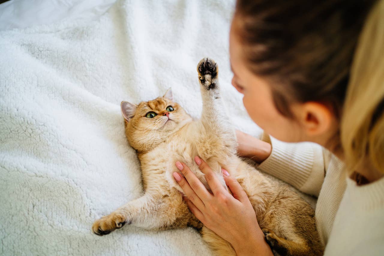 What Is A Good Name For An Orange Tabby Cat