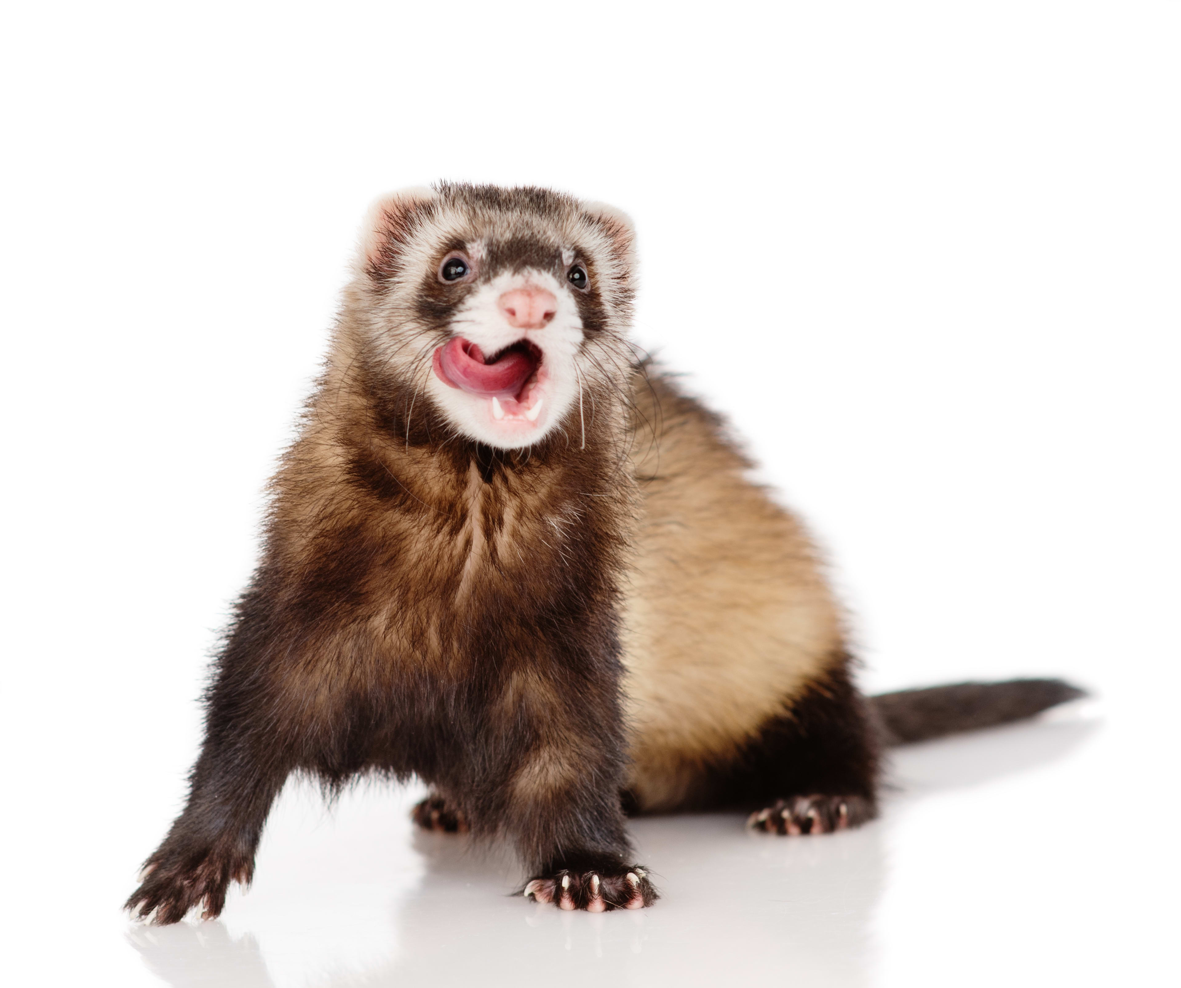 This Dancing Ferret Is Giving Major Diva Vibes - PetHelpful
